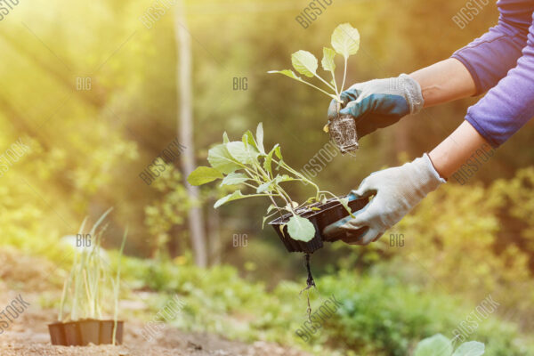 Organic - Ingredient Supplier | H&S Ingredients